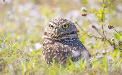 NatureServe Explorer 2.0