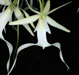 NatureServe Explorer 2.0