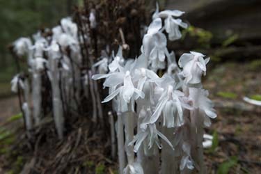 NatureServe Explorer 2.0