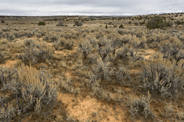 NatureServe Explorer 2.0