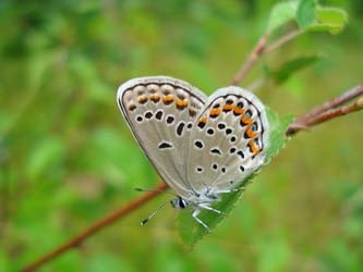 NatureServe Explorer 2.0