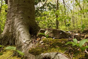 NatureServe Explorer 2.0