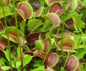 NatureServe Explorer 2.0